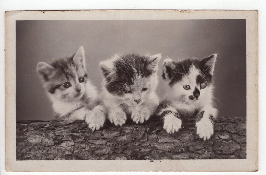 Original 1930s Trio of Darling Tortoiseshell Kittens Antique Real Photo ...