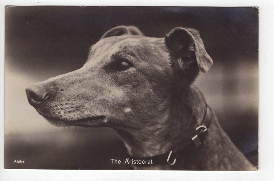 Original 1930s Racing Greyhound Real Photo Postcard - Antique RPPC ...
