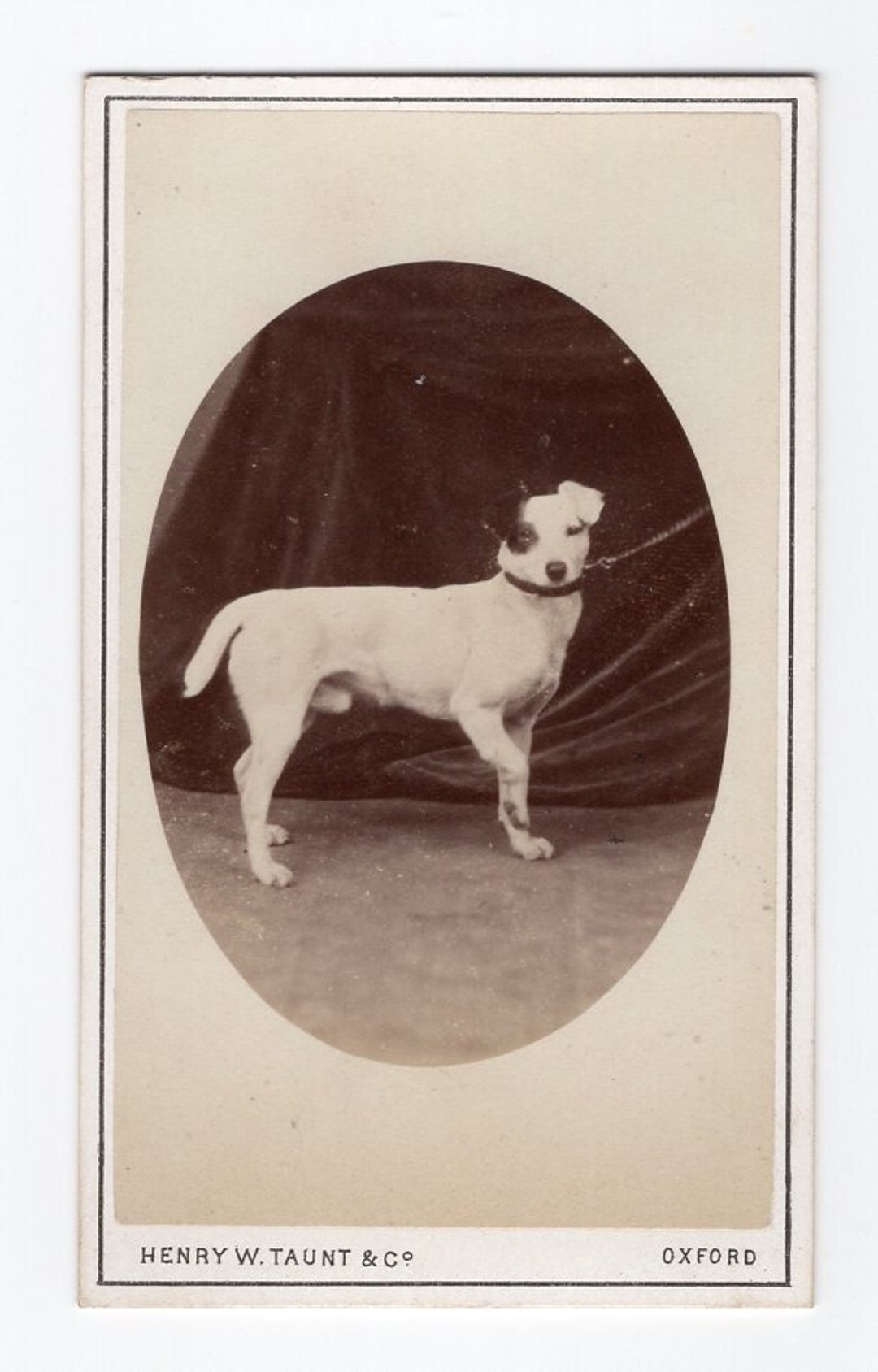 1870s Jack Russell Terrier Dog CDV Photo Carte De Visite Antique ...