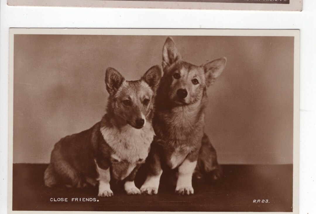 Original 1950s Welsh Corgi's Real Photo Postcard Antique Vintage RPPC ...