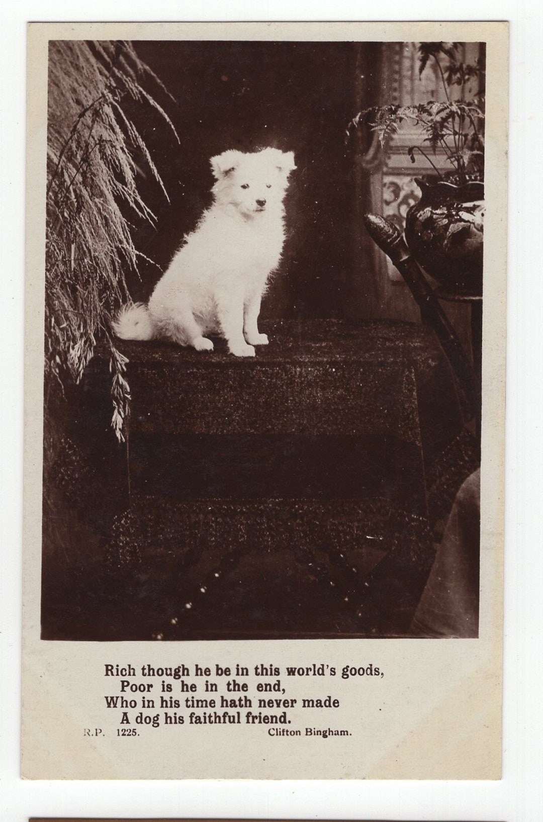 Original 1910s Samoyed Puppy in a Box Real Photo Postcard - Antique ...