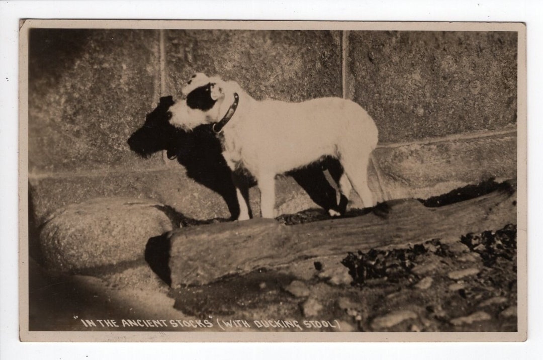 Original 1910s Wire Haired Jack Russell Antique Real Photo Postcard - Vintage Victorian ...