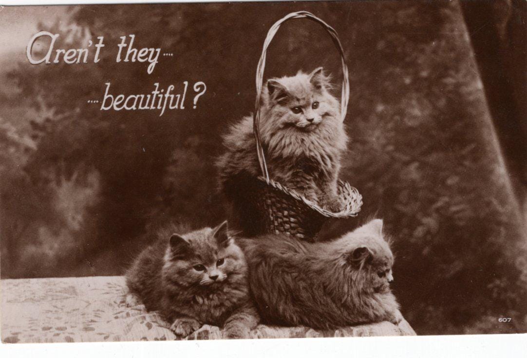 Original 1910s Persian Kittens in a Basket Antique Real Photo Postcard ...