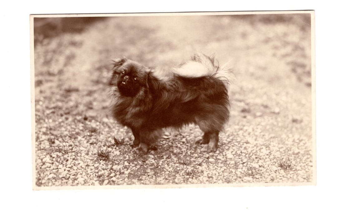 Original 1910s Pedigree Pekingese Real Photo Postcard - Antique Vintage ...