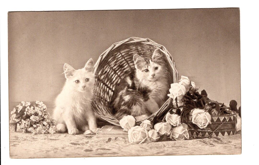 Original 1910s Darling Kittens in a Basket Antique Real Photo Postcard ...
