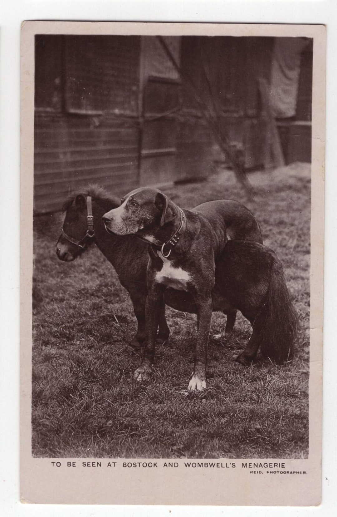 Original 1900s Mastiff & Shetland Pony Circus Trick Dog Antique Real ...