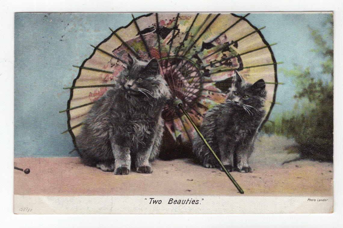 Original 1900s Darling Persian Kittens With a Parasol Antique Postcard ...