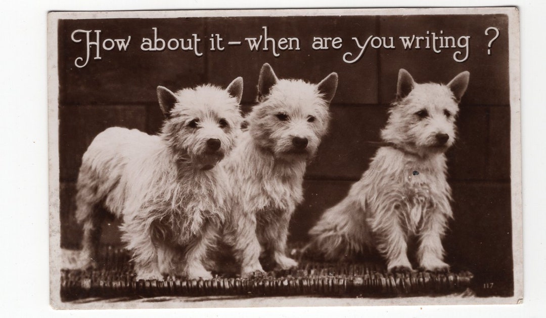 Original 1930s Three Westies Real Photo Postcard - Antique RPPC Vintage ...