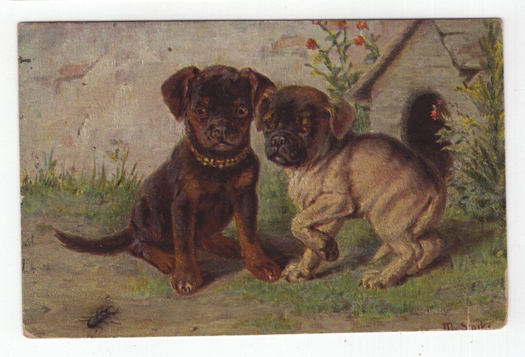 Original 1900s Pair of Pug Puppies & Beetle Artist Illustrated Postcard ...