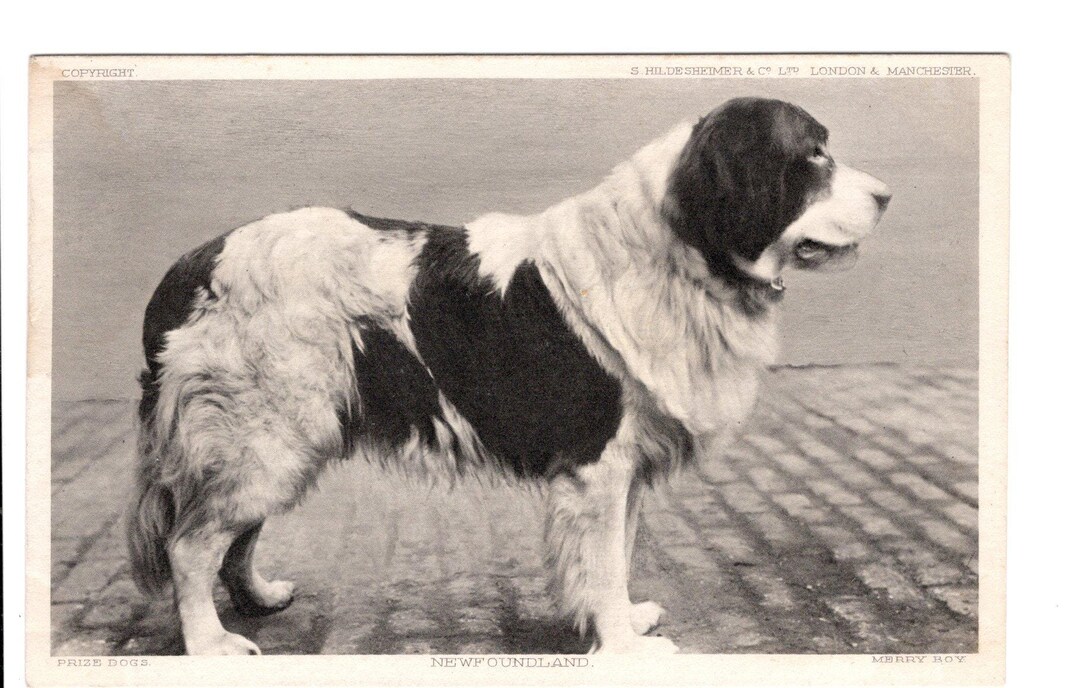 Original 1900s Landseer Newfoundland Antique Postcard - Vintage Dog ...