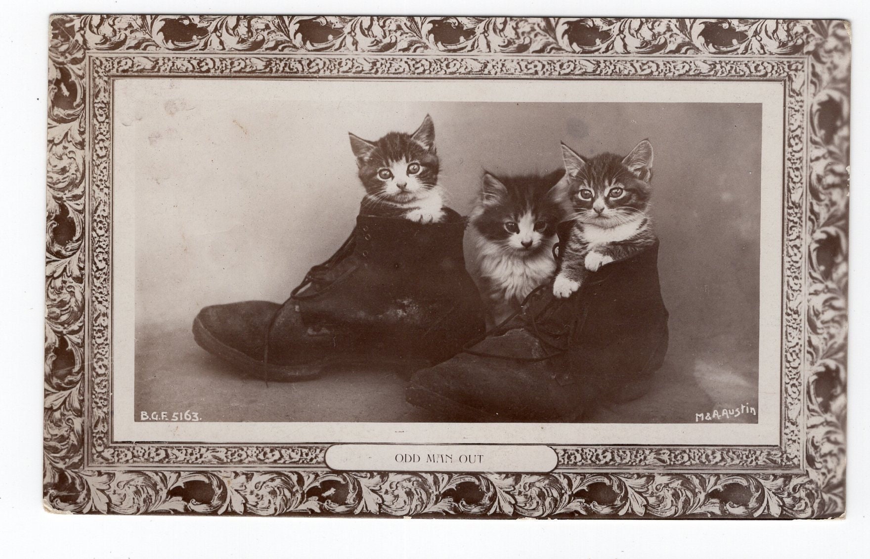 Sepia RPPC Vintage Victorian Edwardian Cat 1908 Kittens in a Shoes ...