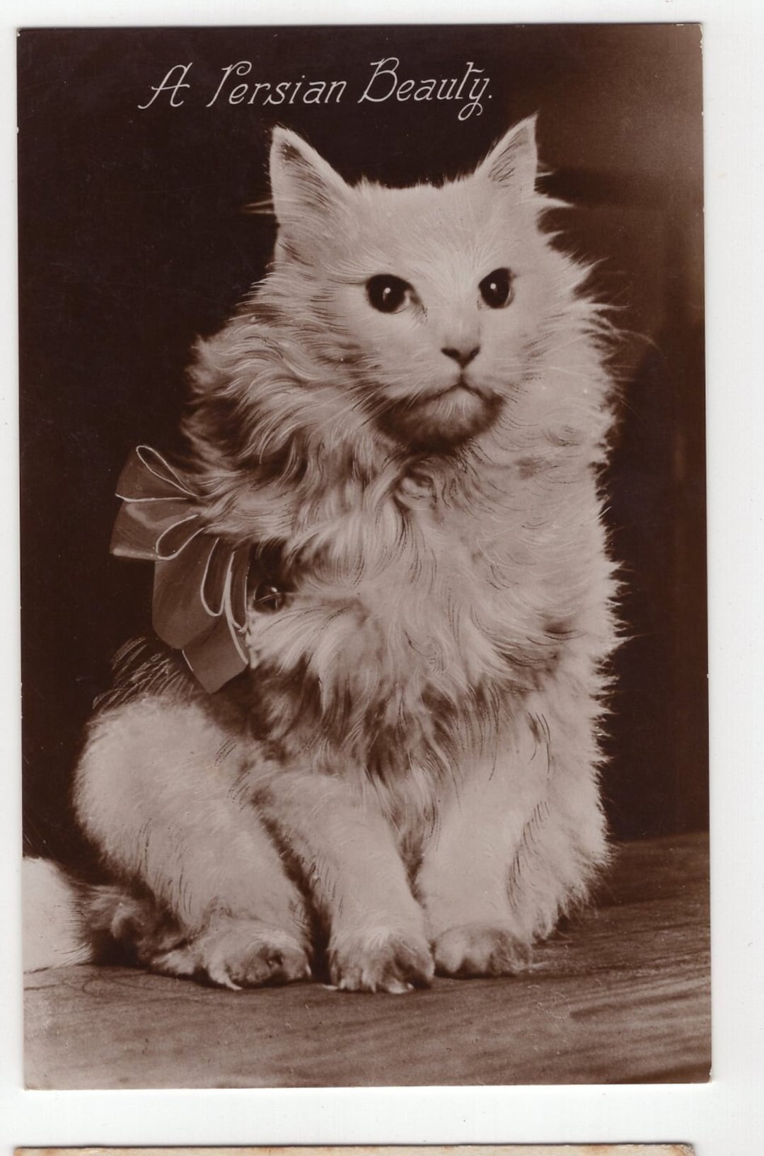 Original 1930s Persian Cat Antique Real Photo Postcard Embossed Vintage Victorian Edwardian RPPC ...