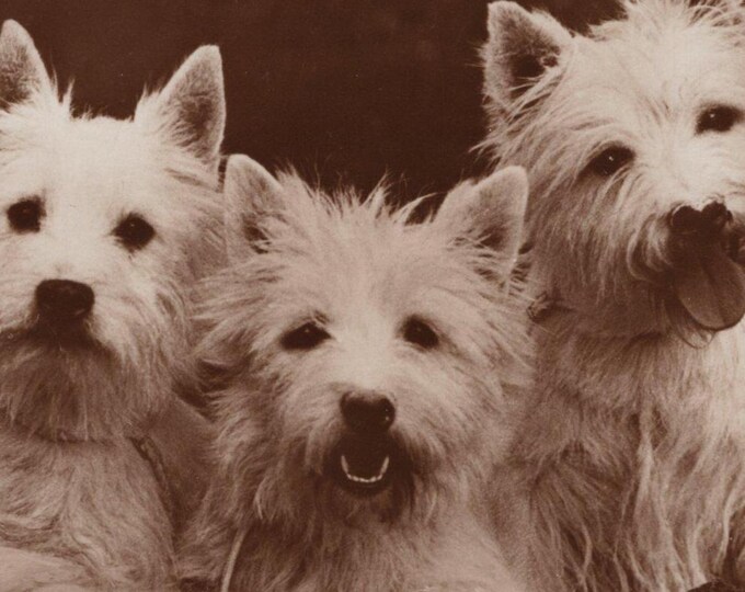 Original 1930s Three Westies Real Photo Postcard - Antique RPPC Vintage ...