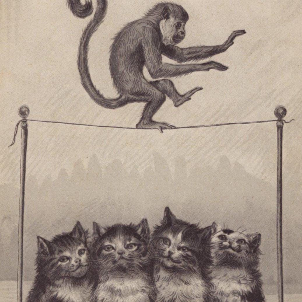 Original Monkey on Tightrope With Kittens Artist Embossed Postcard ...