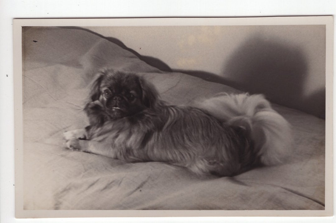 Original 1930s Pedigree Pekingese Real Photo Postcard - Antique Vintage ...