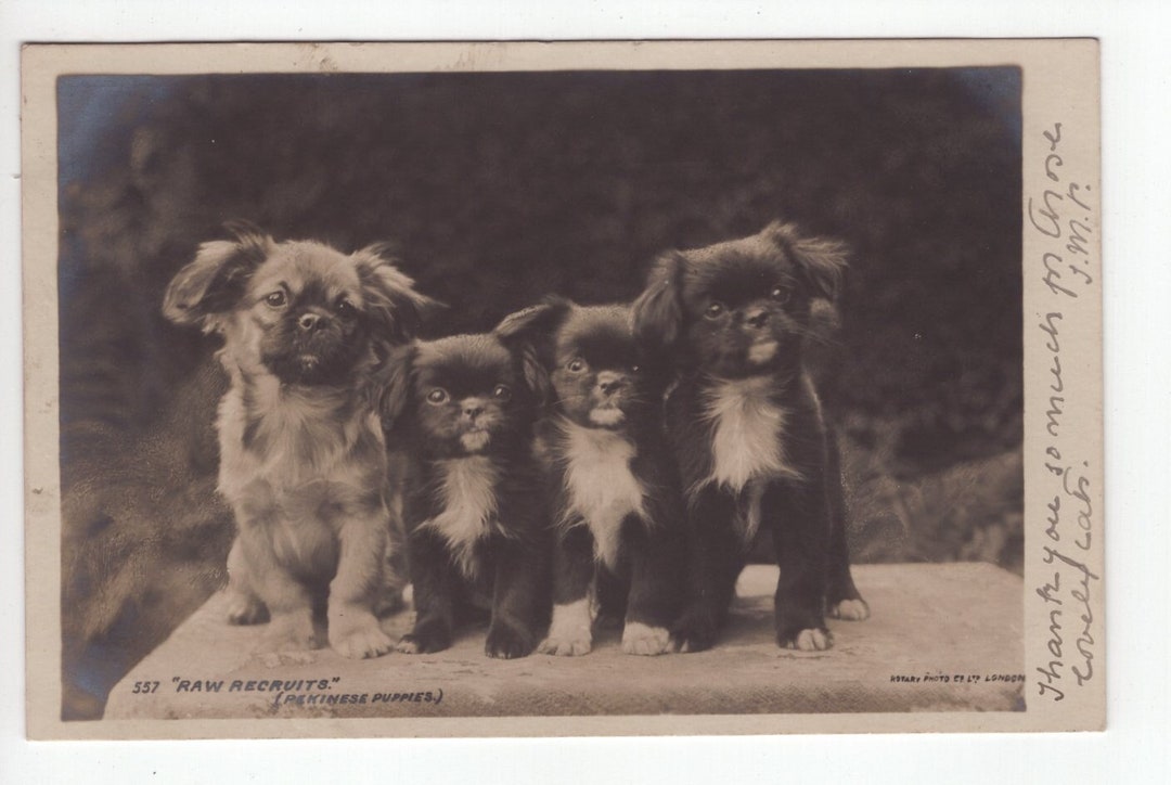 Original 1900s Pedigree Pekingese Puppies Real Photo Postcard - Antique ...