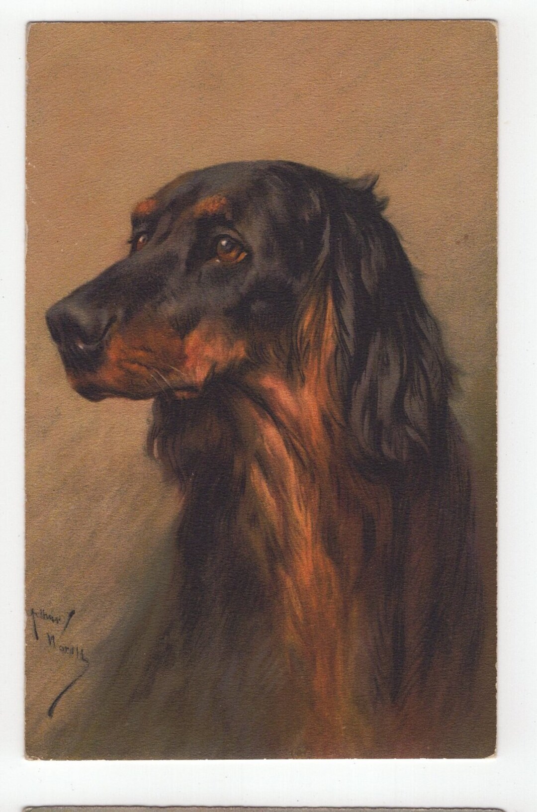 1920s Gordon Setter Artist Signed Arthur Wardle Postcard Antique ...