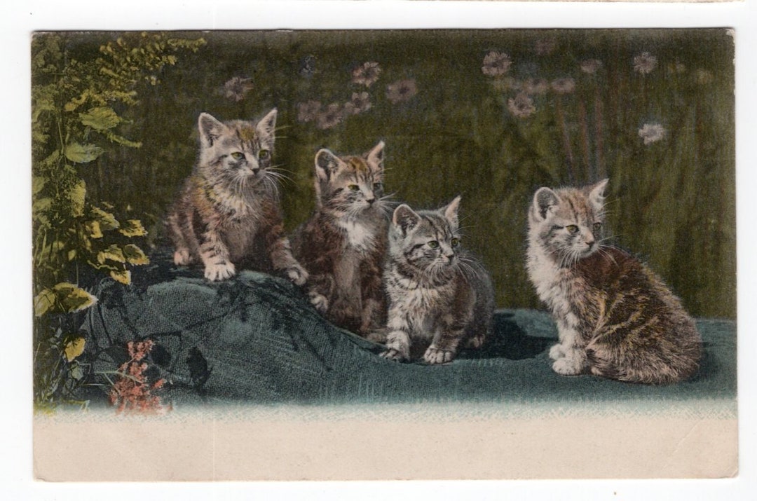 Original 1900s Quartet of Tabby Kittens Antique Postcard - RPPC Vintage ...