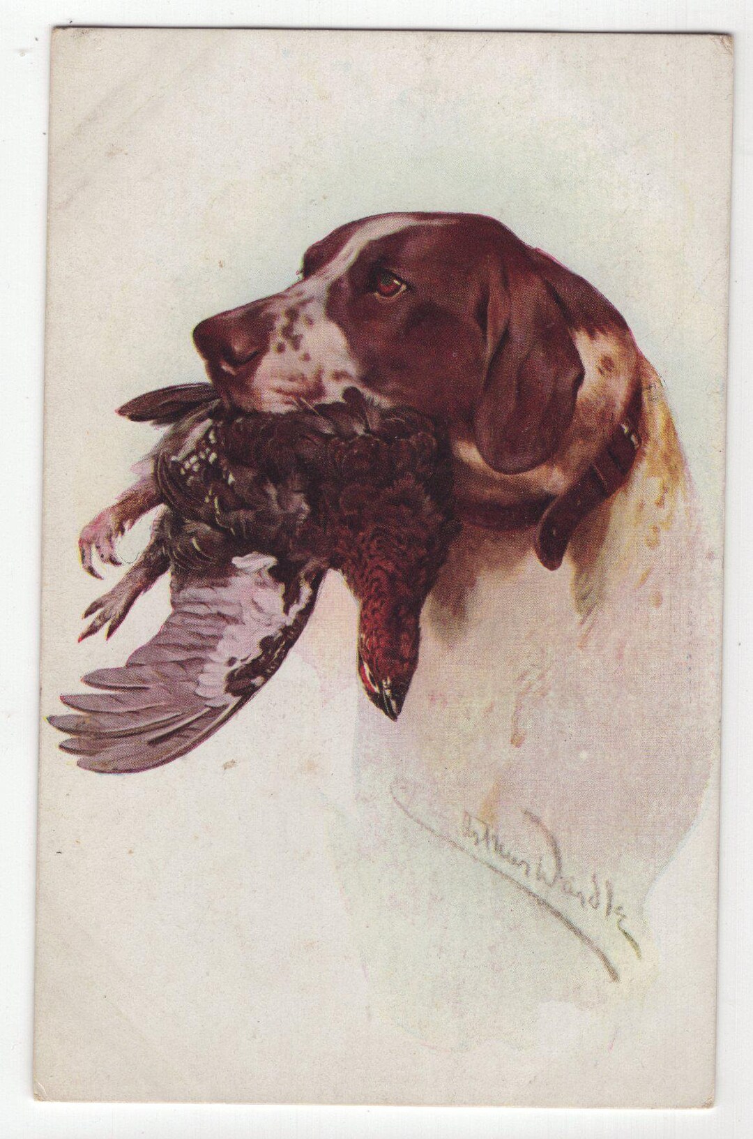 Original 1910s English Pointer Artist Signed Illustrated Antique ...