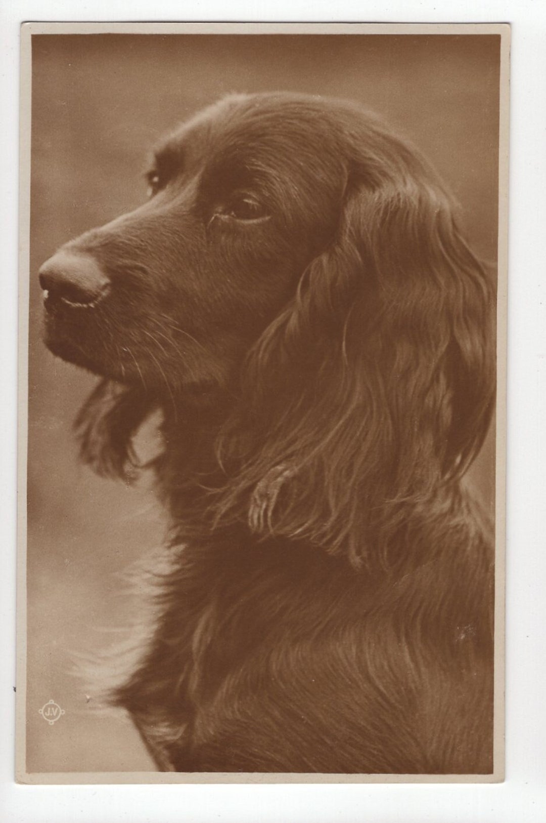 1930s Cocker Spaniel Real Photo Postcard Antique RPPC Vintage Edwardian ...