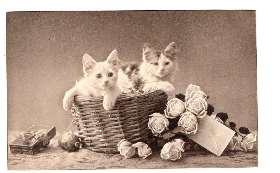 Original 1910s Darling Kittens in a Basket Antique Real Photo Postcard ...