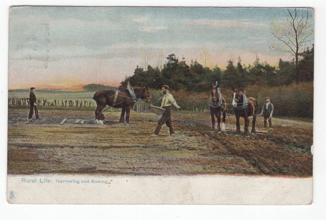 Original 1900s Working Shire Heavy Horses Antique Postcard - Vintage ...
