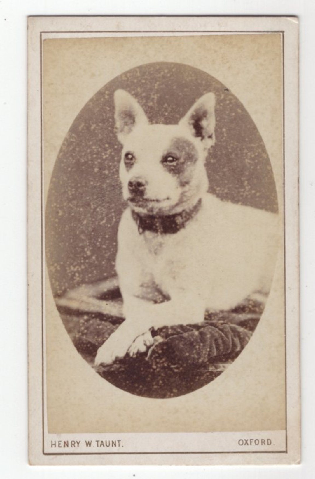 Original 1870s Bull Terrier CDV Photo Carte De Visite Antique Vintage ...