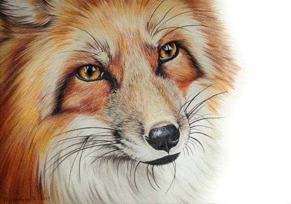 Red Fox Original Drawing | Etsy