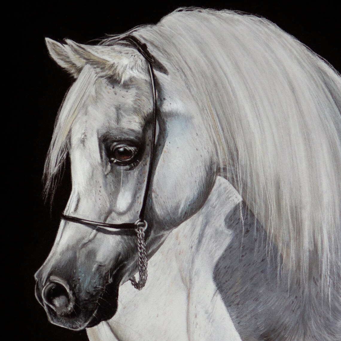 Giclée Print of Arabian Horse Ekstern. Limited Edition 8.25x11.75" - Etsy