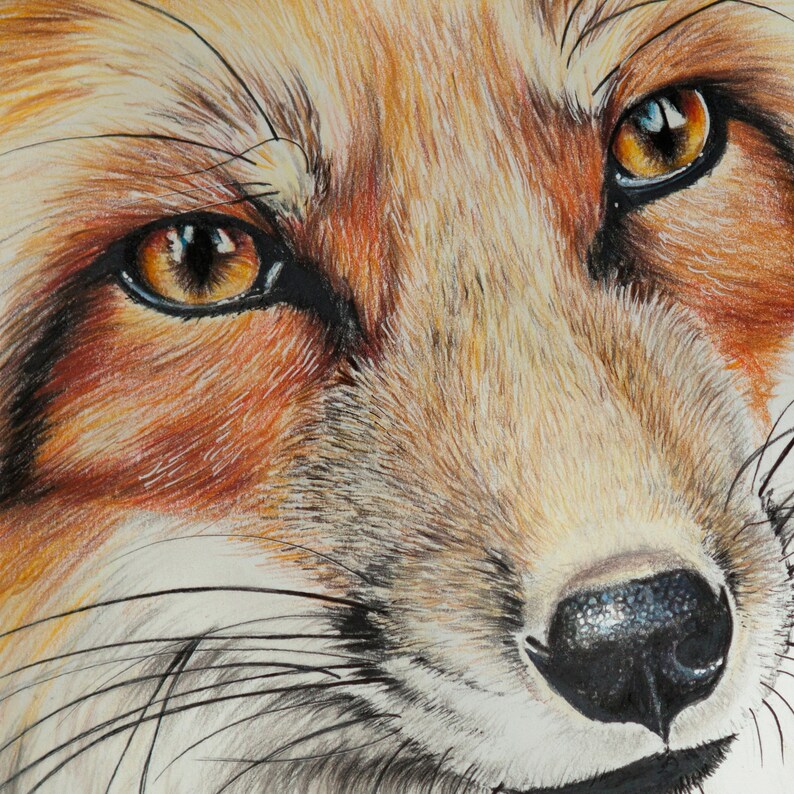 Red Fox Original Drawing - Etsy