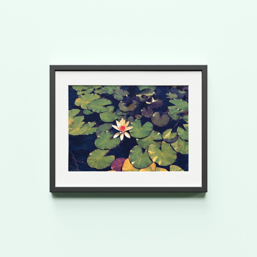 Vintage Pond Lilly Photo Botanical Lush Pond Sunny Plant Photography ...