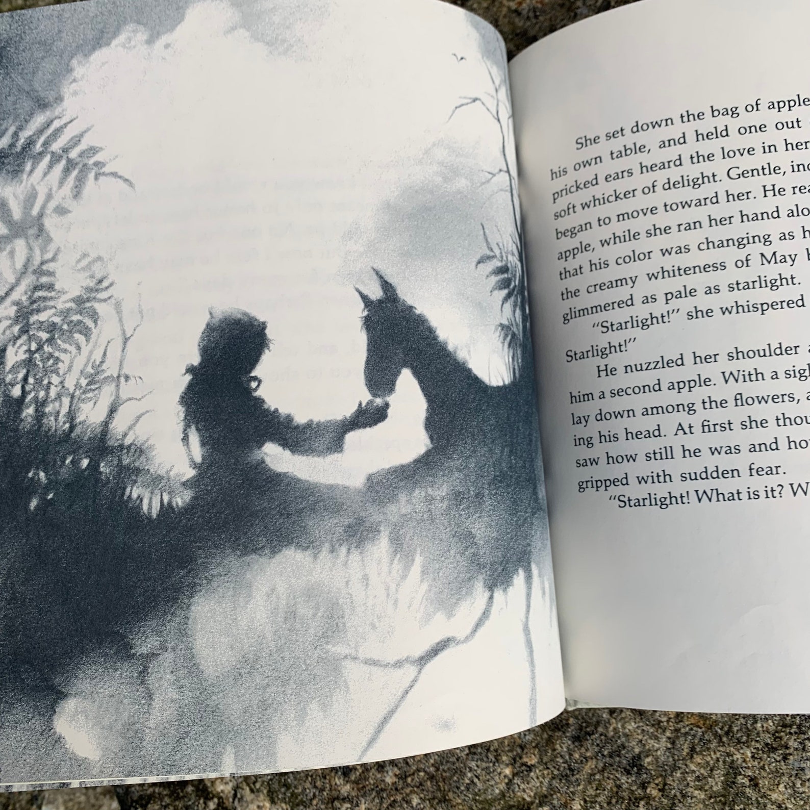 A Net to Catch the Wind. Margaret Greaves. Drawings by Stephen - Etsy