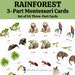 3 Part Cards - Rainforest - Flash Cards, Montessori Flashcards ...