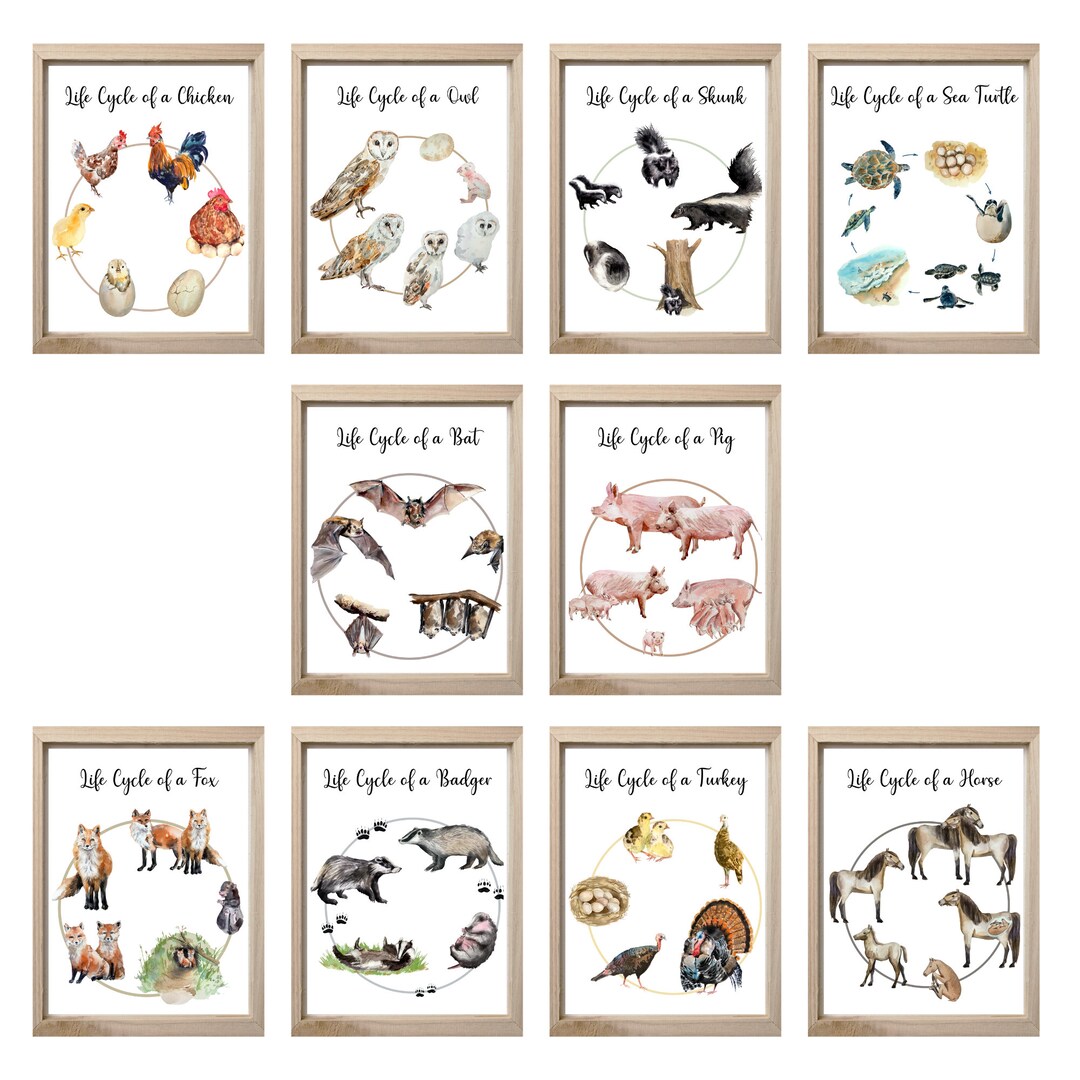 Life Cycle Animals Educational Posters Set of 10, Homeschool Learning ...