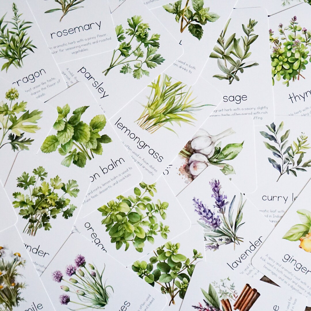 Curiosity Cards Herbs, Flash Cards for the Curious Mind, Montessori ...