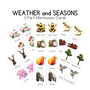 3 Part Cards Rainforest Flash Cards Montessori - Etsy