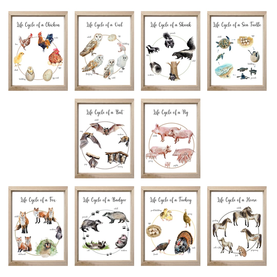 Life Cycle Animals Educational Posters Set of 10, Homeschool Learning ...