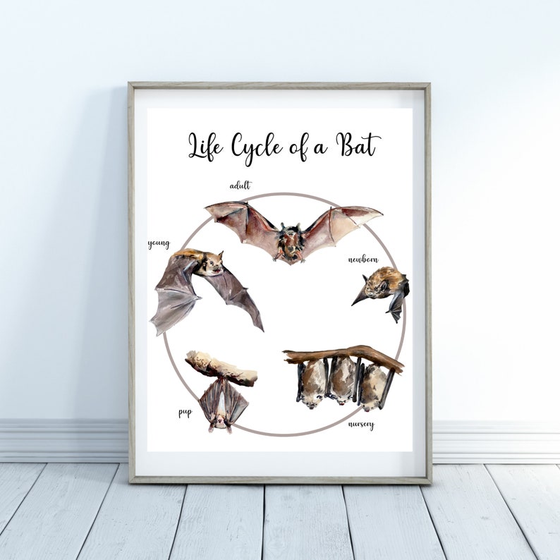 Life Cycle Animals Educational Posters Set of 10, Homeschool Learning ...