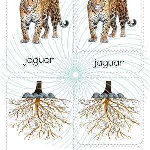 3 Part Cards Rainforest Flash Cards Montessori - Etsy