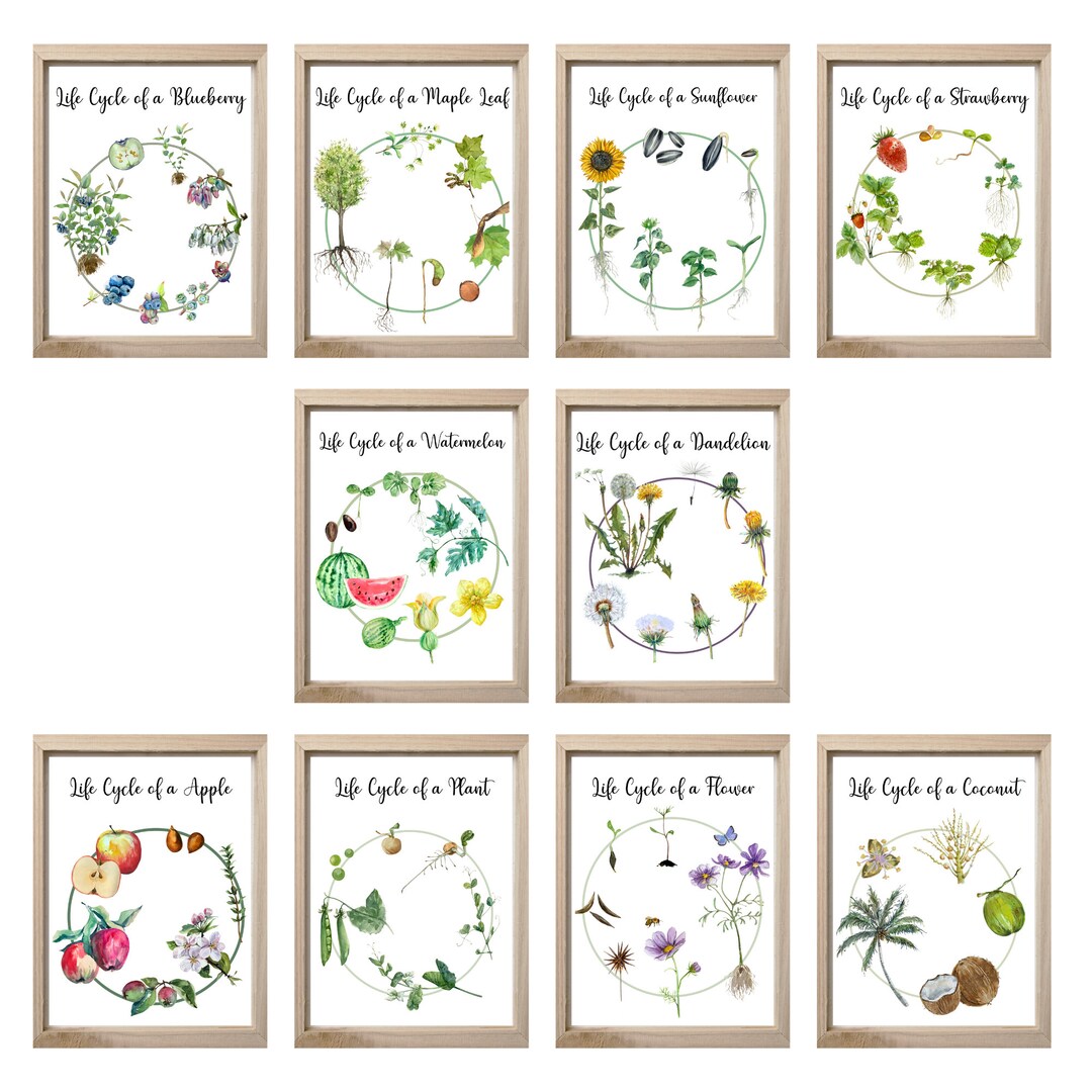 Life Cycle Flora Educational Posters Set of 10, Homeschool Learning ...