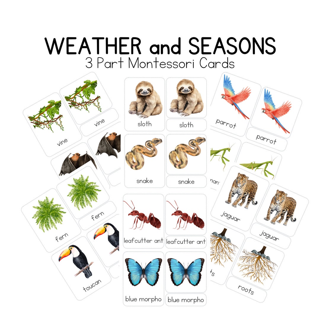 3 Part Cards Rainforest Flash Cards Montessori - Etsy