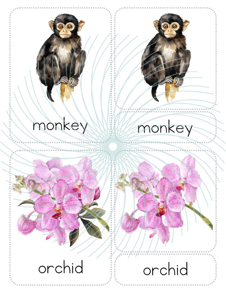 3 Part Cards - Rainforest - Flash Cards, Montessori Flashcards ...