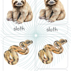 3 Part Cards Rainforest Flash Cards Montessori - Etsy