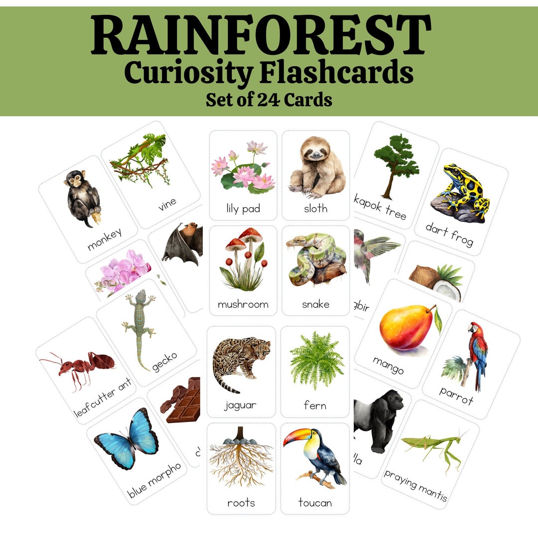 Flashcards - Rainforest Curiosity Cards for the Growing Mind ...
