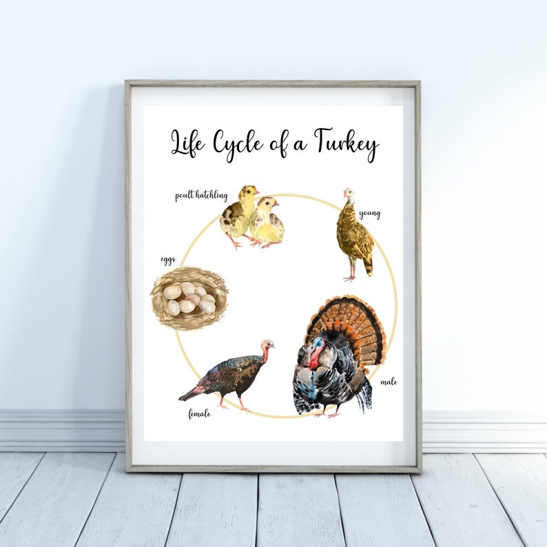 Life Cycle Animals Educational Posters Set of 10, Homeschool Learning ...