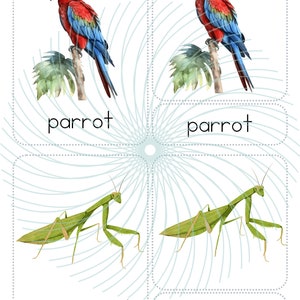 3 Part Cards - Rainforest - Flash Cards, Montessori Flashcards ...