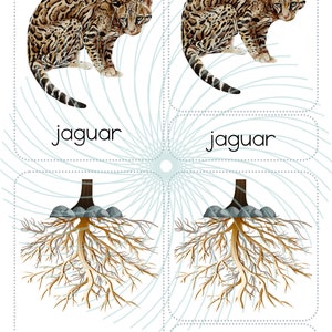 3 Part Cards - Rainforest - Flash Cards, Montessori Flashcards ...