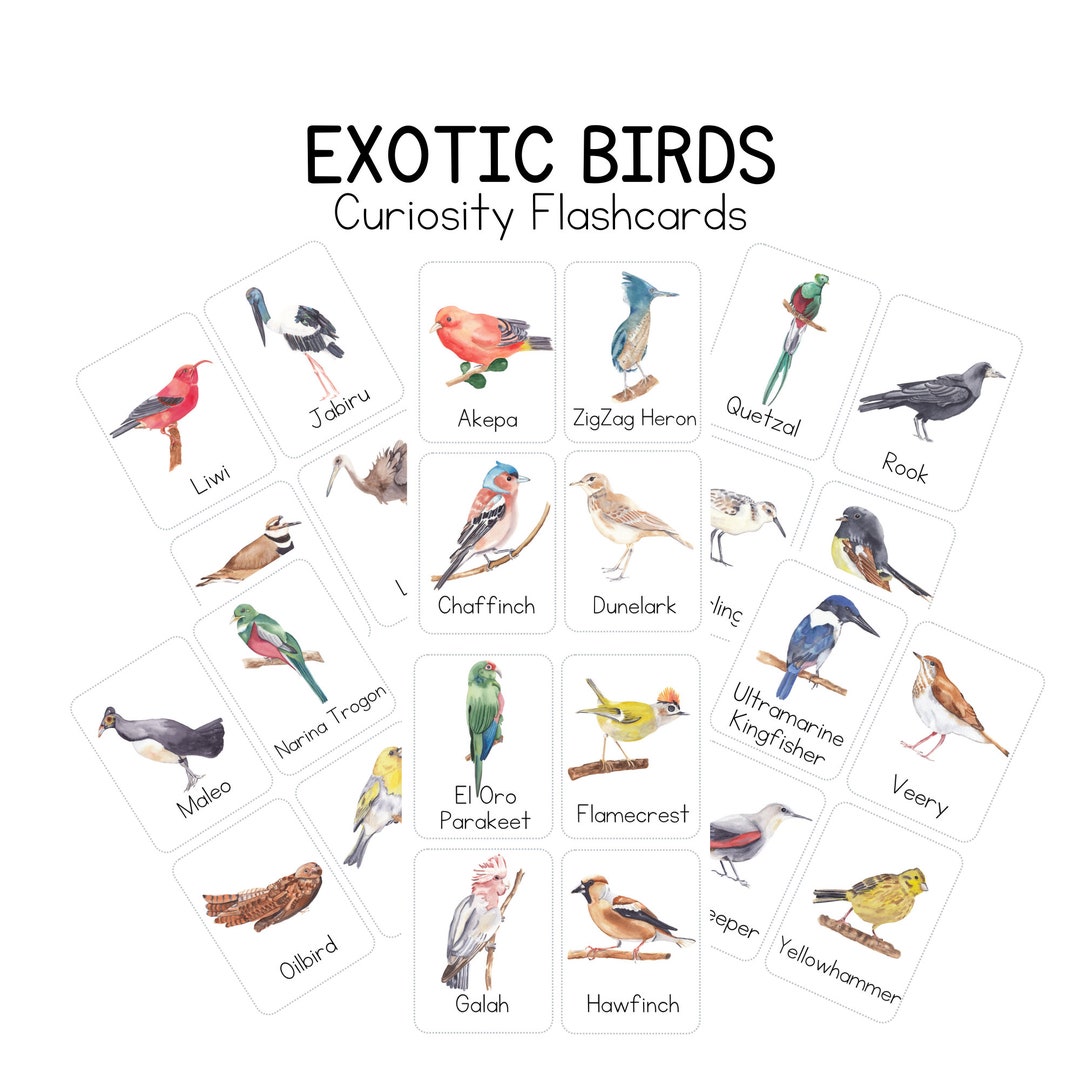 Curiosity Cards Exotic Birds Flash Cards for the Curious Mind ...