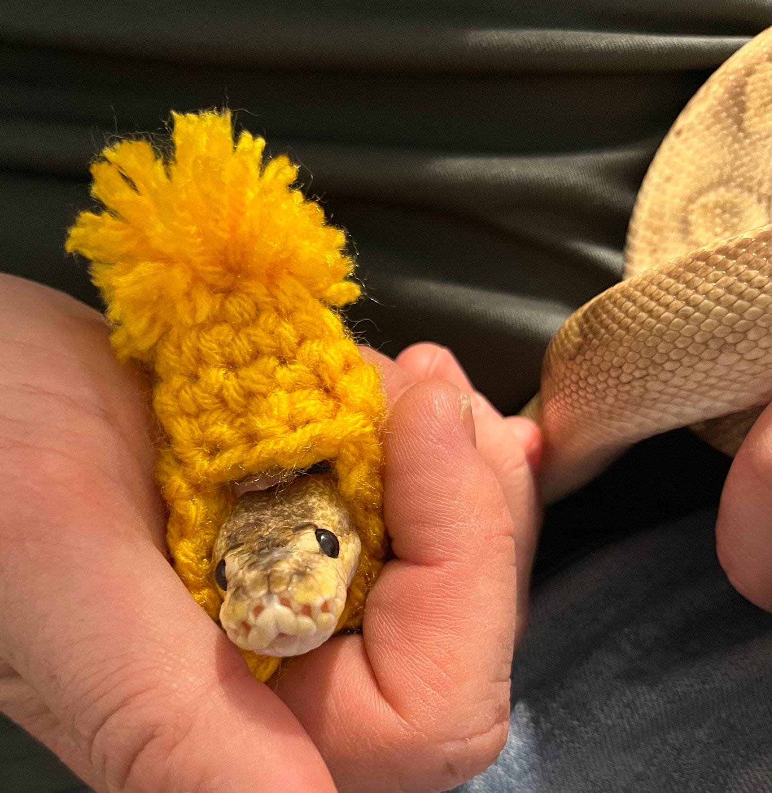 Snake Hat Ball Python Hat Pet Snake Hat Crochet Snake Hat - Etsy