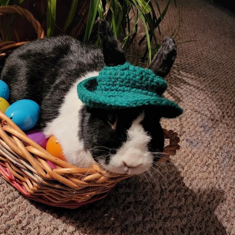 Pet Rabbit Clothing - Etsy